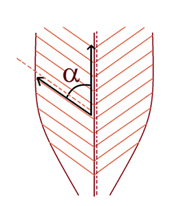 BodySpec - Mind and Matter Post 2: Areas, Angles, and Muscle Physiology